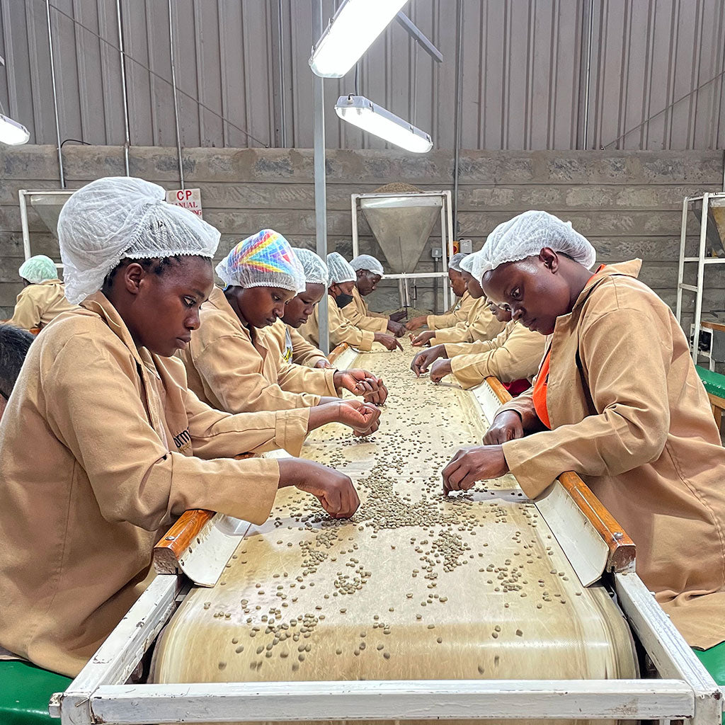 ケニア「ギキリマ コーヒーファクトリー 」/ Kenya "Gikirima Coffee Factory" 100g – 一湊珈琲焙煎所 / issou coffee roastery